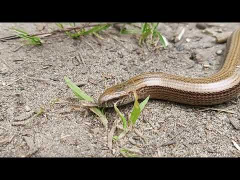 Padalec zwyczajny//Anguis fragilis - mieszkaniec lasów łęgowych