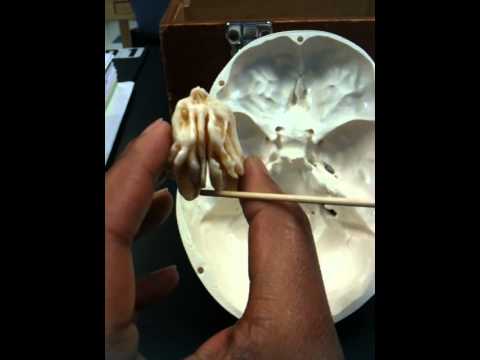 ethmoid - disarticulated and articulated - YouTube