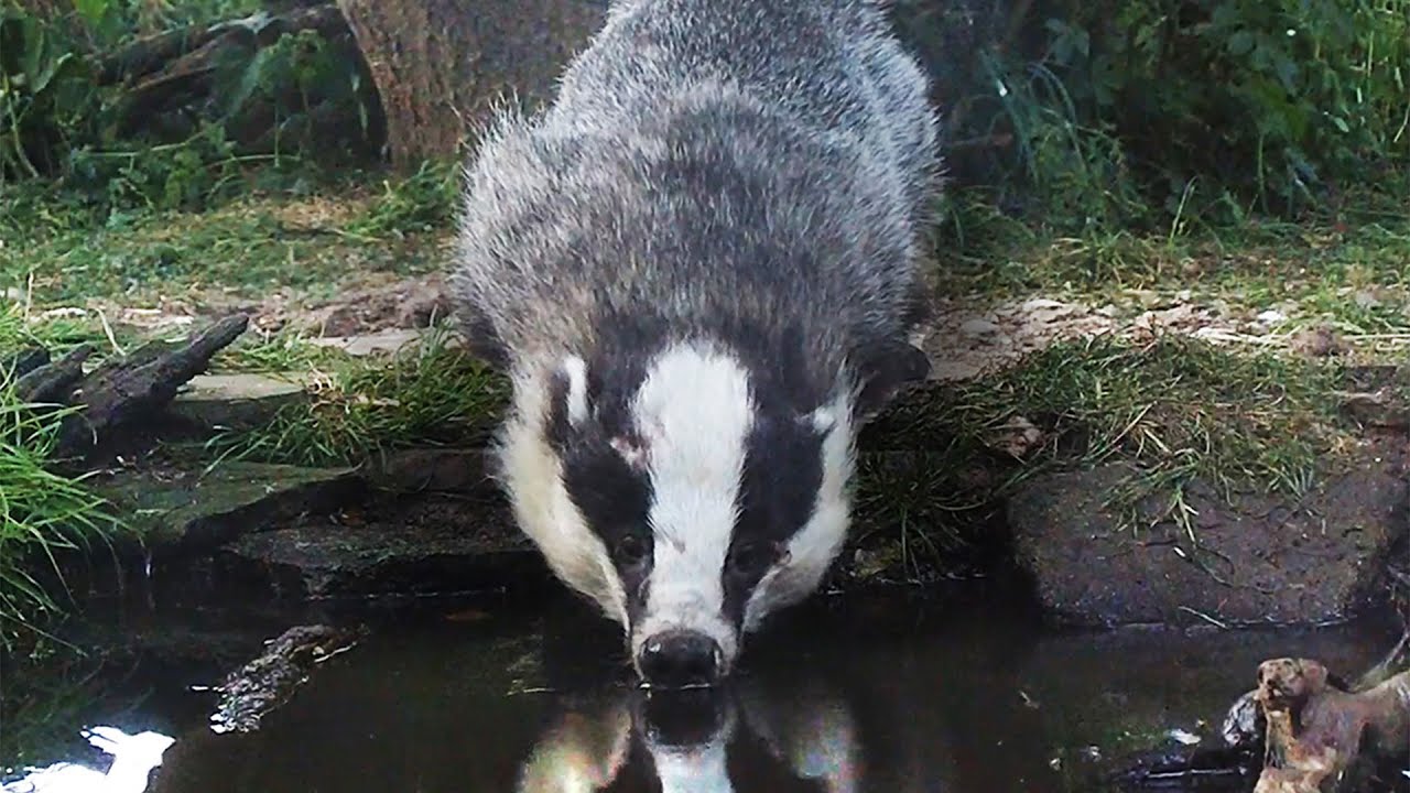 Thirsty Badger Drinks At Wildlife Pond | Discover Wildlife | Robert E ...