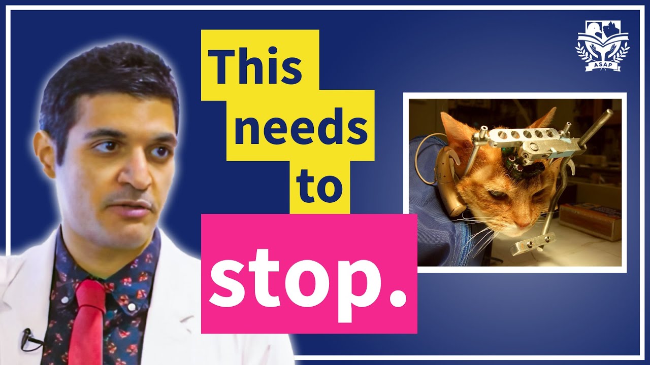 Truth about animal testing and shifting towards advanced modern animal ...