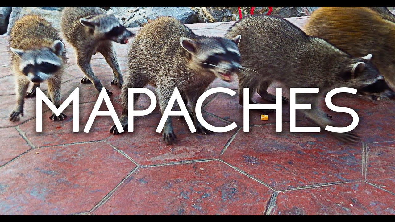 Mapaches // Escolleras, Playa Miramar, Tampico-Madero, Mx. - YouTube