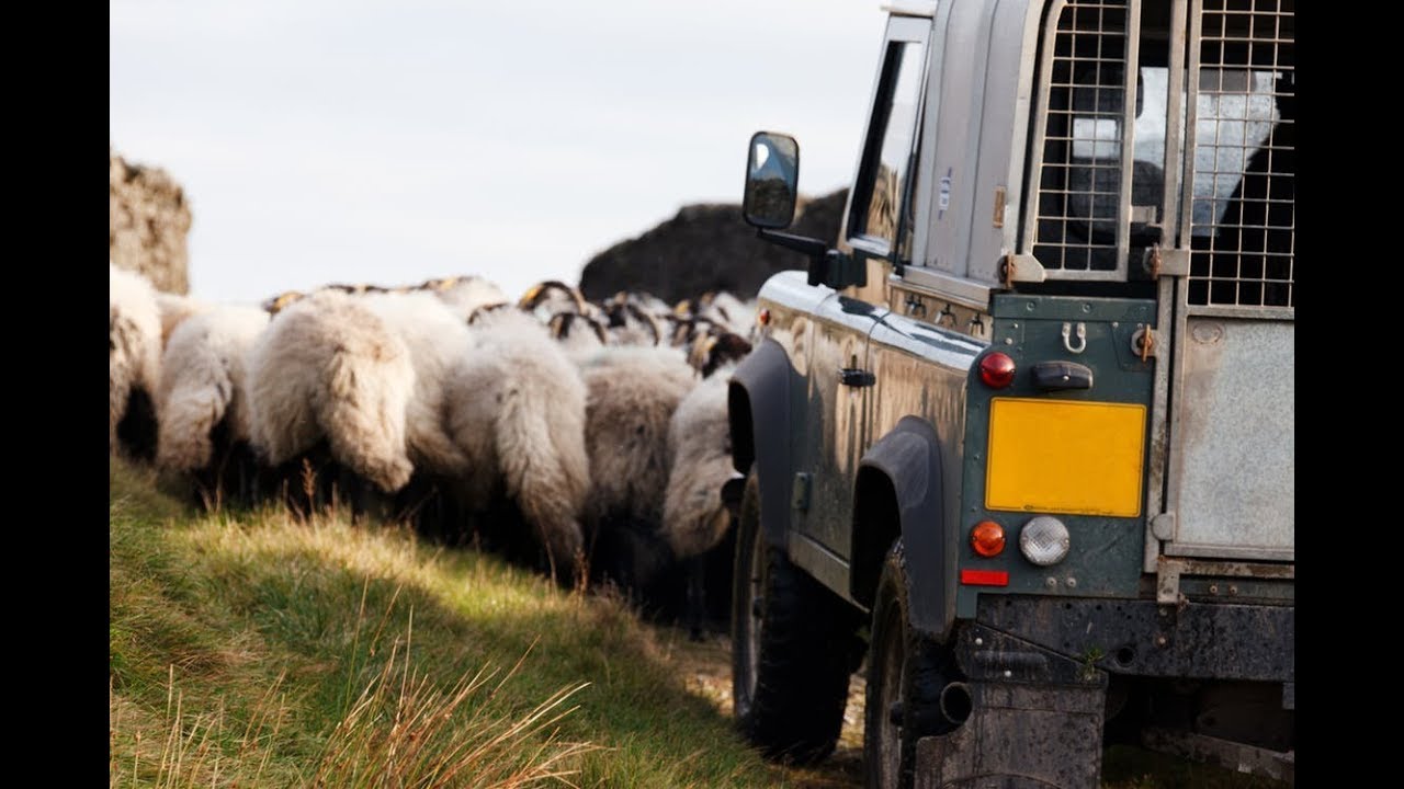 ANIMALS NIGHTMARE?! Animal VS Car / Car Crash Compilation / 2016 2017 ...