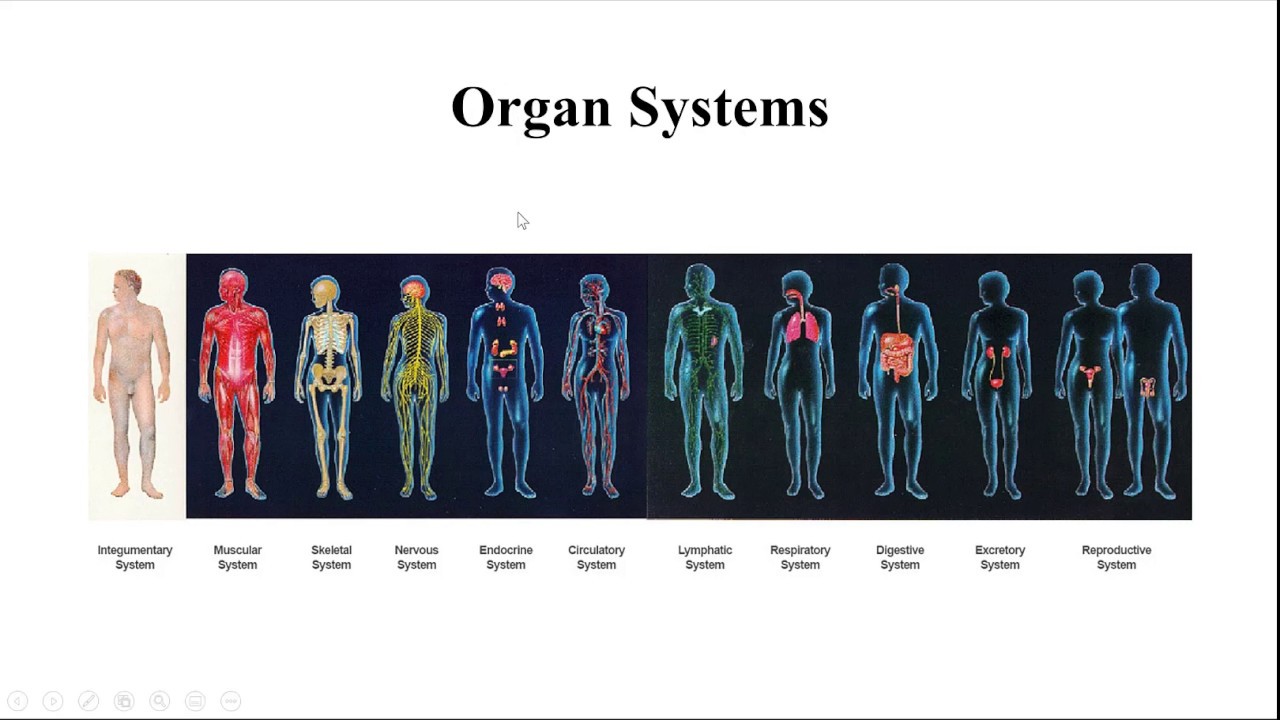 Ch.1: Organ Systems - YouTube