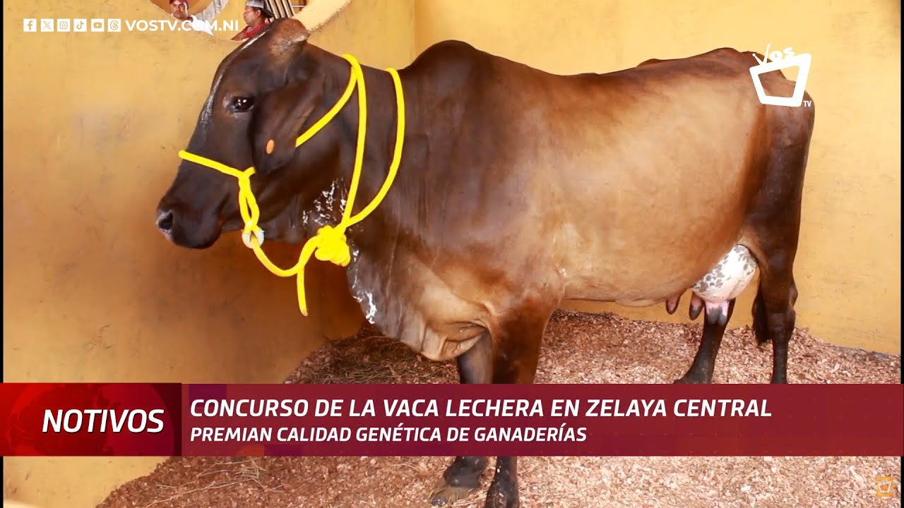 La Lazo gana el concurso de la vaca lechera en Zelaya Central - YouTube