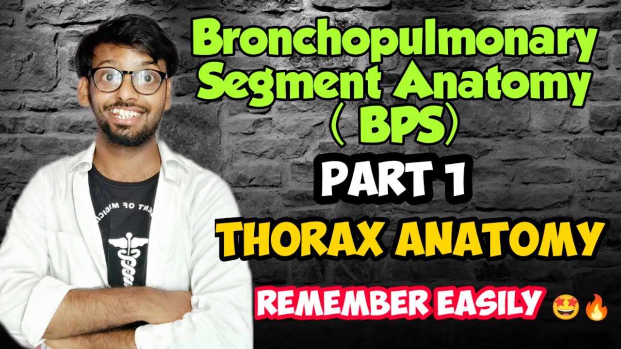 Bronchopulmonary Segment Anatomy ( BPS) | Thorax Anatomy | #anatomy # ...