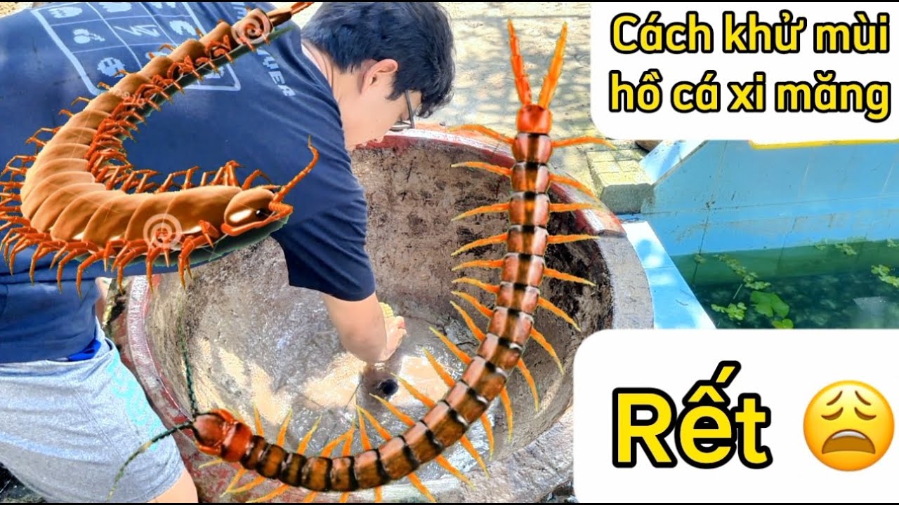 Cách xử lý hồ xi măng mới xây trước khi thả cá - Dọn chậu cây đụng độ ...