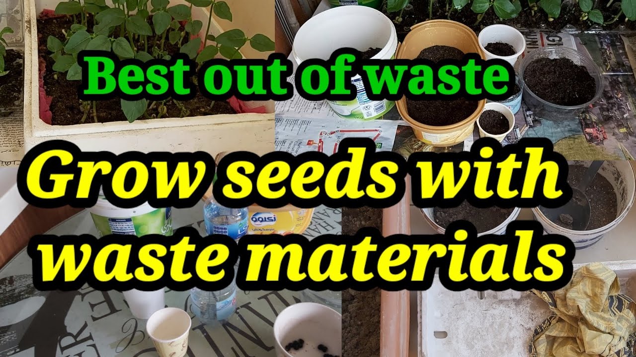 Grow seeds with waste materials | Best out of waste | Easy Garden Tips ...