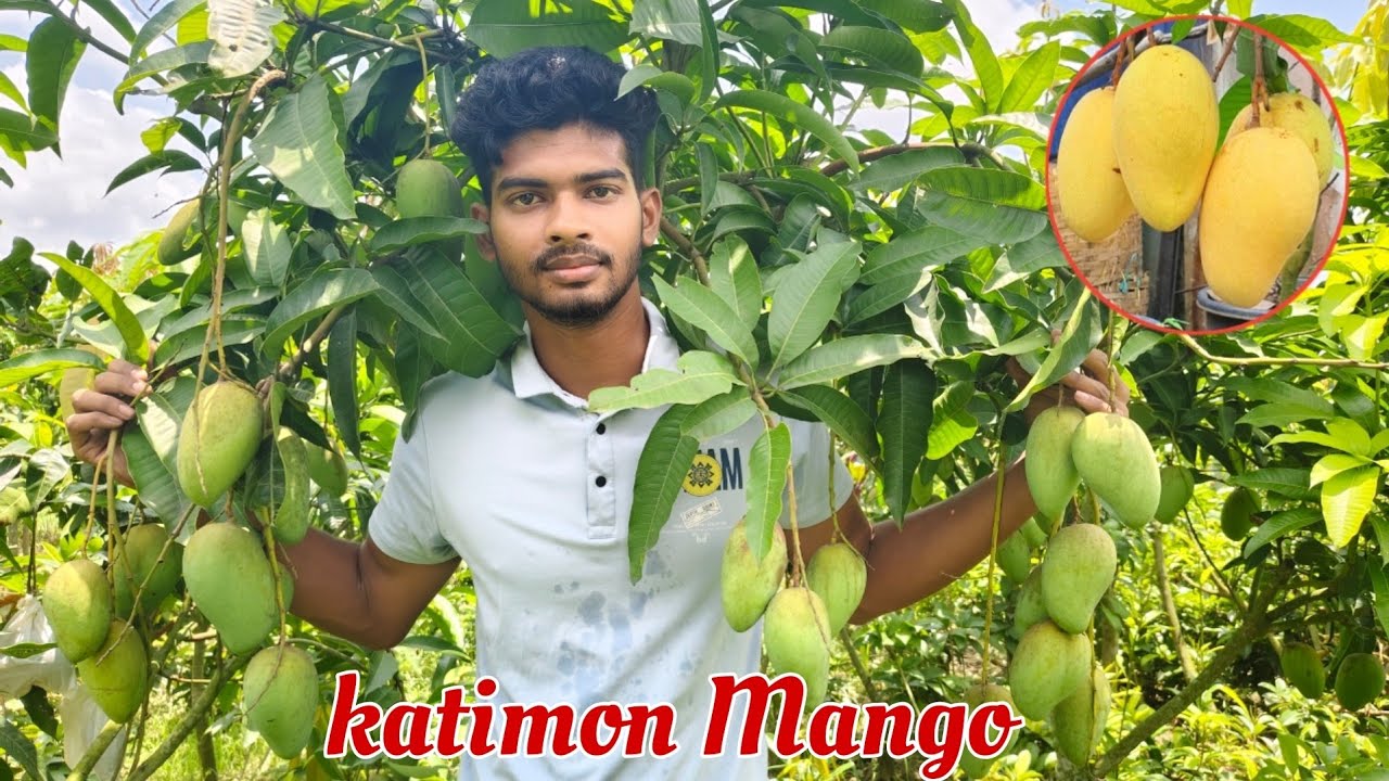 Thai all time katimon Mango plant | Katimon Mango farming - YouTube