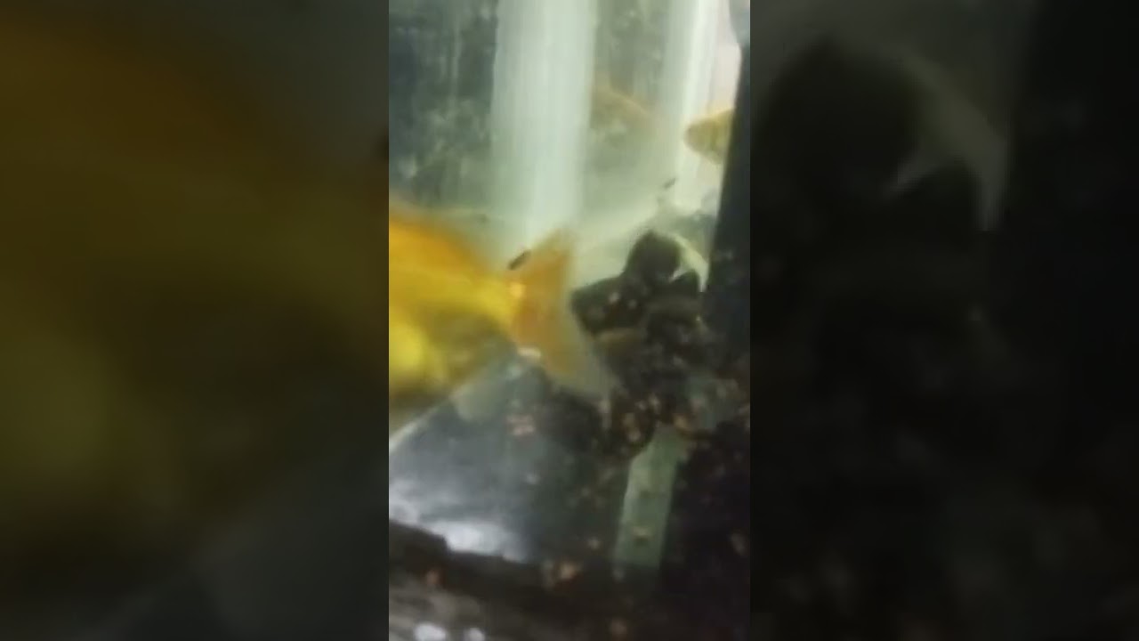 rtc baby ( red tail cat fish ) - YouTube
