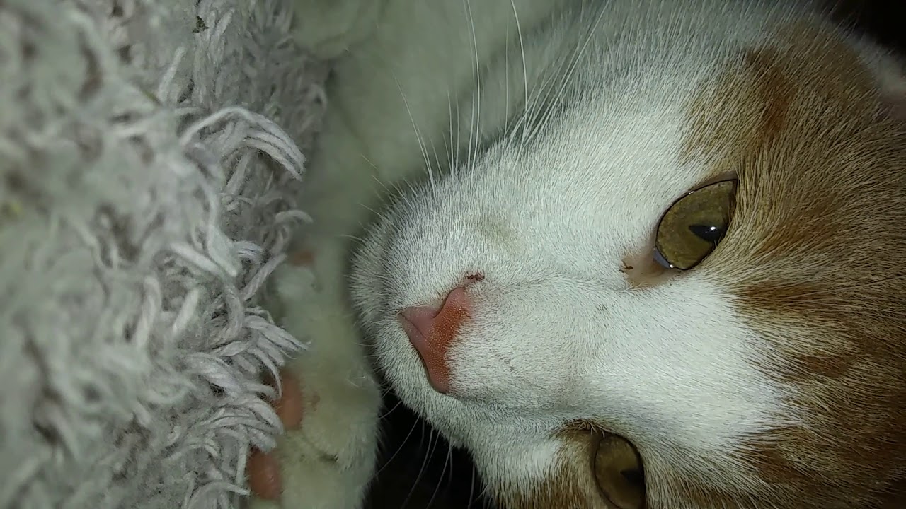 My Crazy Kitty 🐱 - YouTube