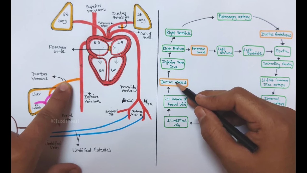 Fetal ( foetal ) Circulation - Diagram & flowchart - Easy notes # ...