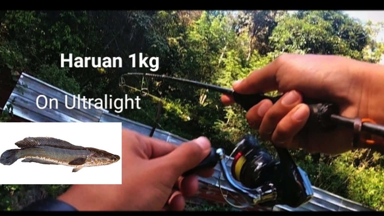 Haruan On Ultralight Setup - YouTube