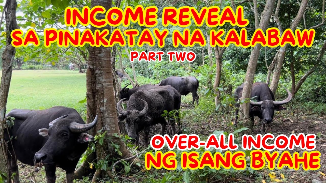 INCOME REVEAL SA PINAKATAY NA KALABAW PART TWO | OVERALL INCOME NG ...