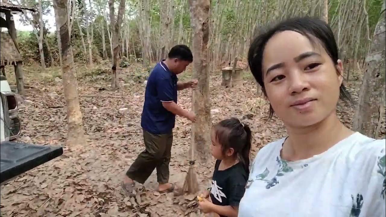 hnub no peb mu saib teb ntoo yaa thiab cheb nplooj ntoo yaa hauv kab ntoo - YouTube