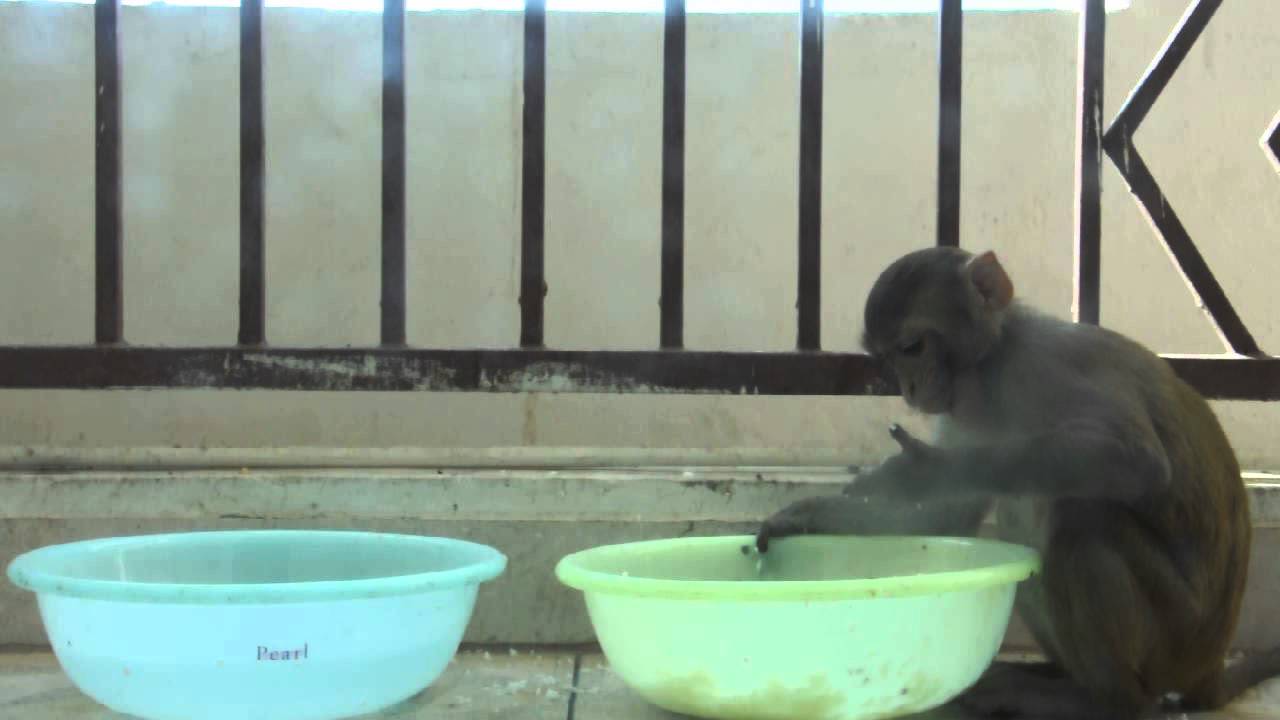 Monkey eating rice - India - YouTube