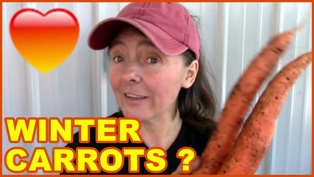 Winter Carrot Harvest | Harvesting Fall Planted Carrots - YouTube