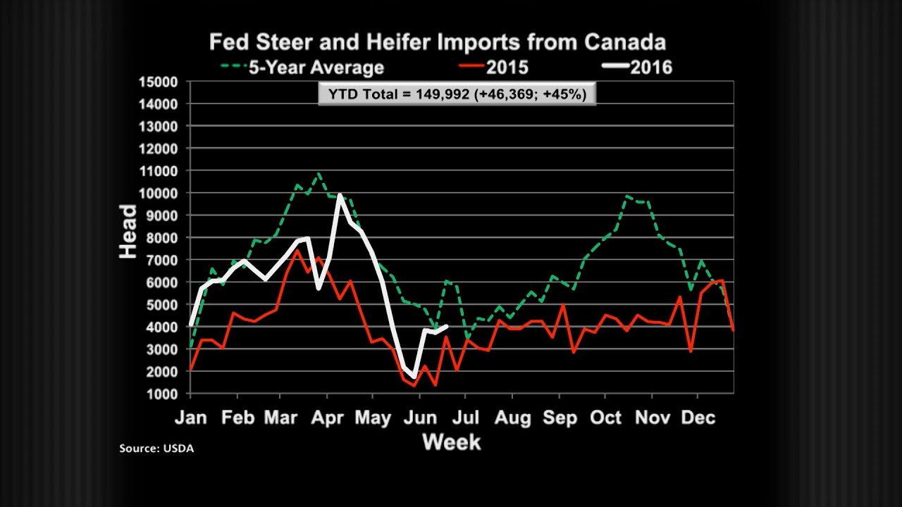 The Angus Report, Aug. 1, 2016: CattleFax Market Update - YouTube