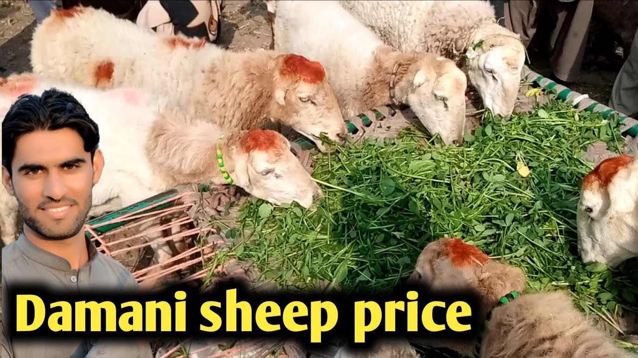 Damani sheep for sale latest new update video 2025 price damani sheep ...