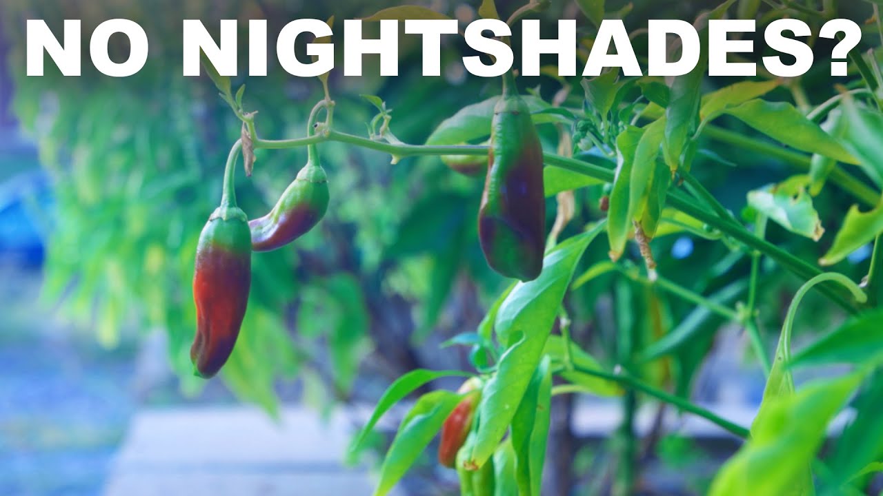Nightshades (probably) aren't hurting you (tomatoes, peppers, potatoes, eggplant, etc) - YouTube