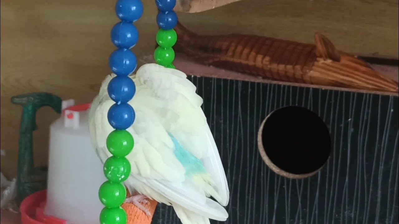 How To Make Your WILD BUDGIES Look Strong In 5 Days😱| Budgerigar ...