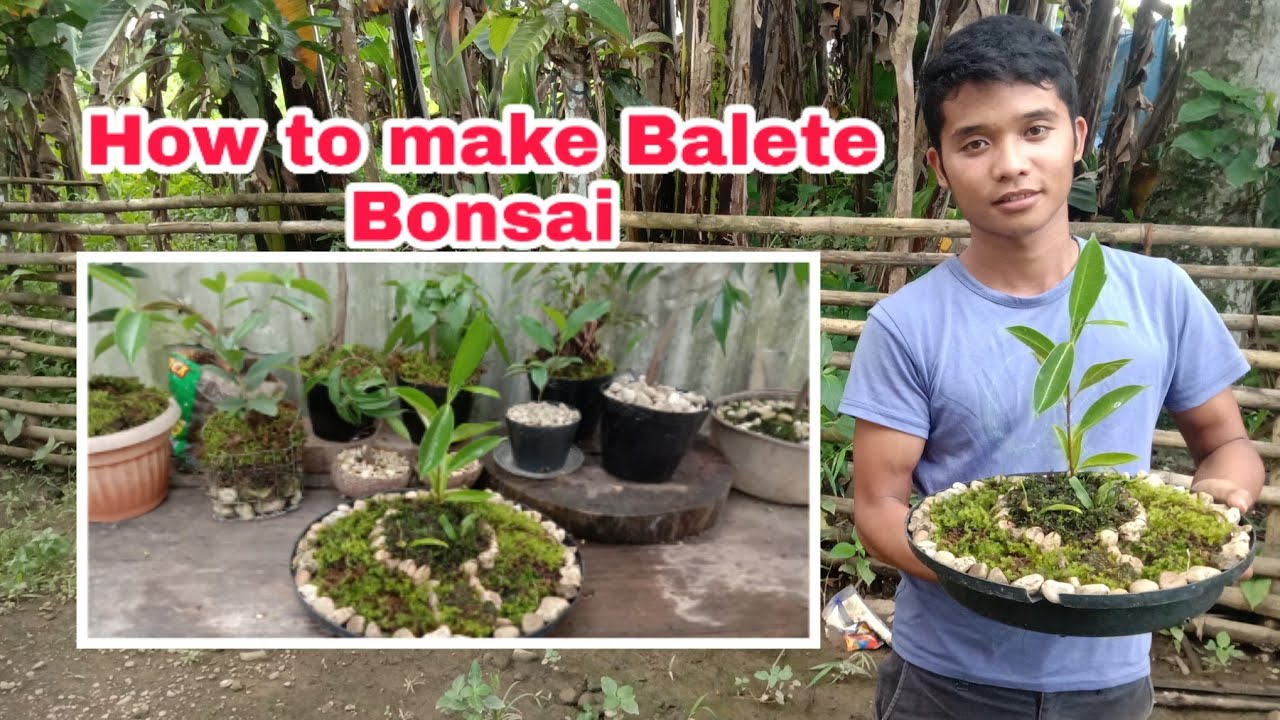 How to make balete bonsai | paano gumawa ng balete bonsai - YouTube