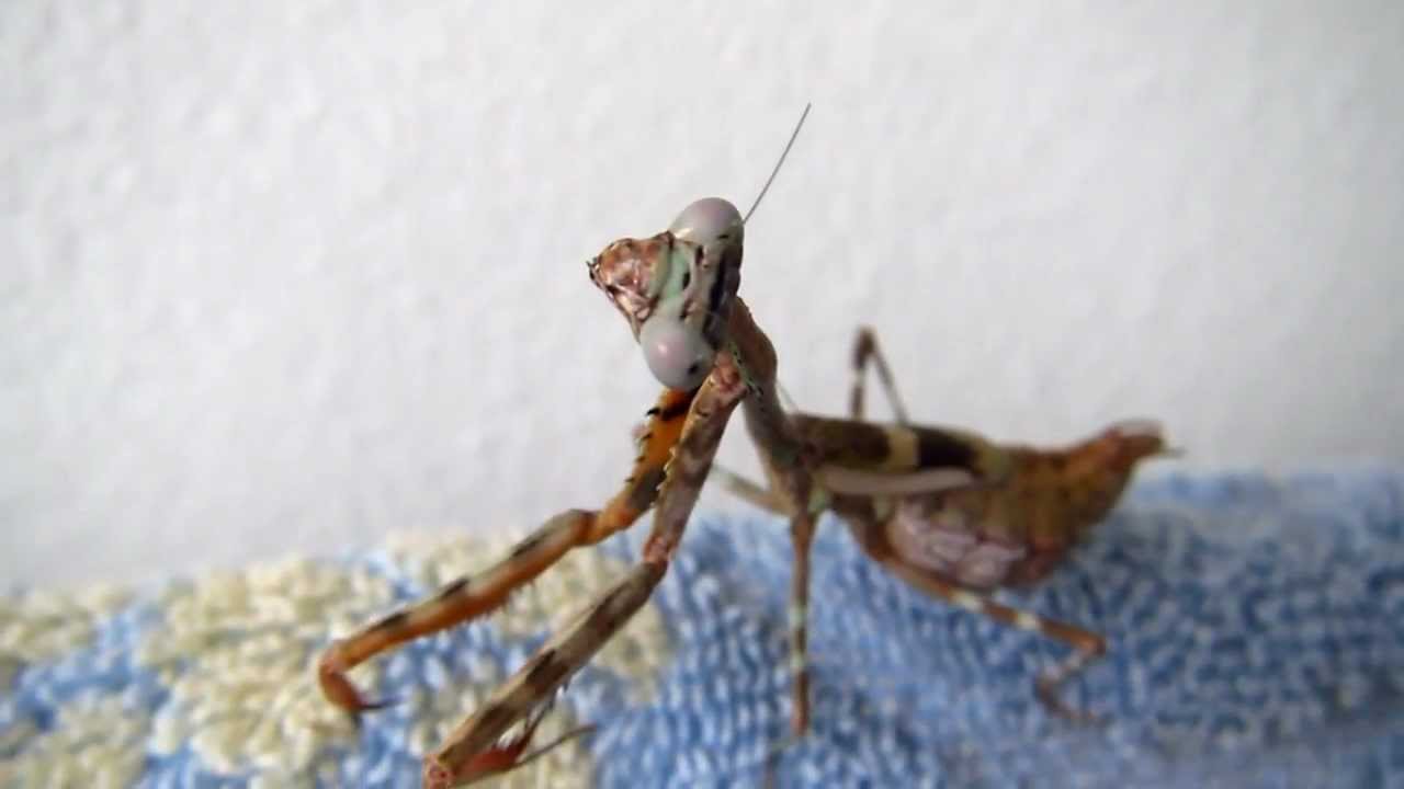 Budwing Mantis zones out then reaches for a hug - YouTube