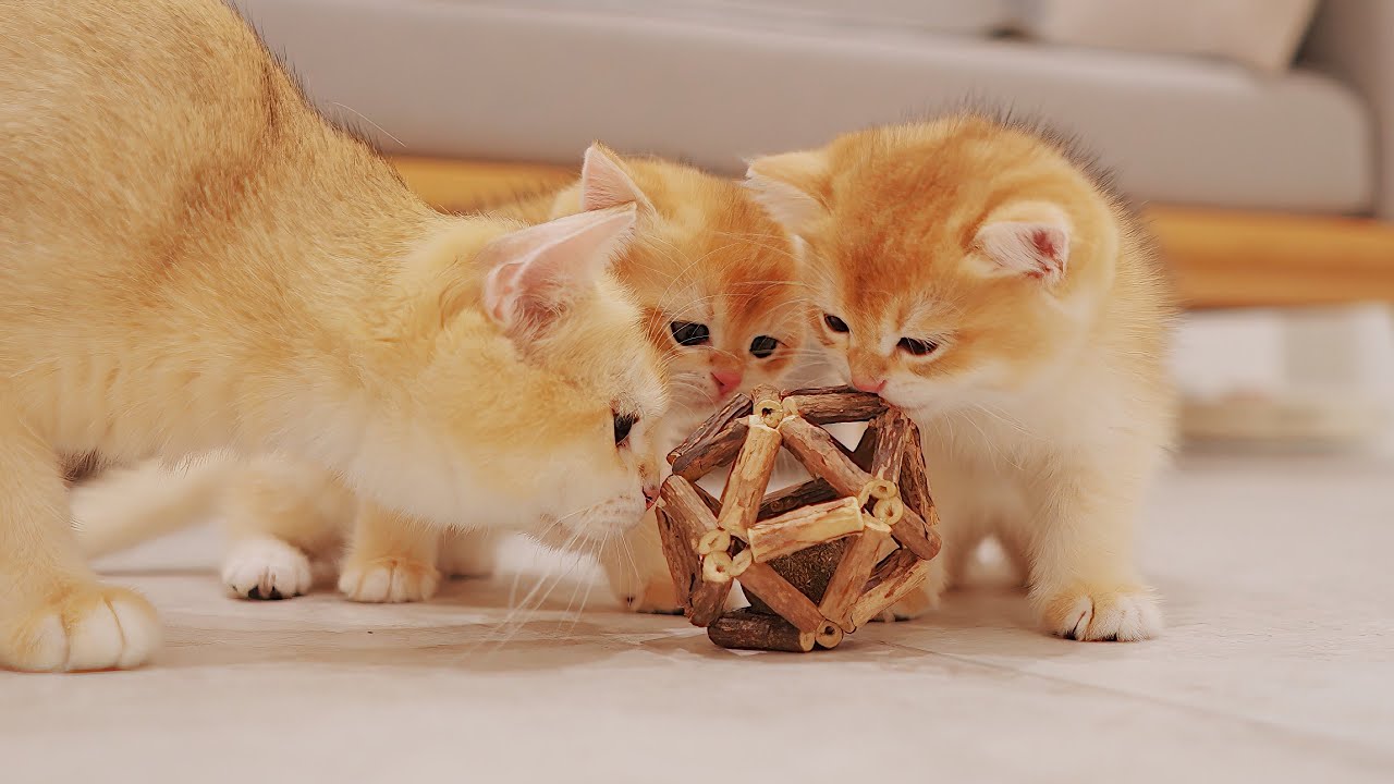 Kittens Are Spoiled by Their Mom - YouTube