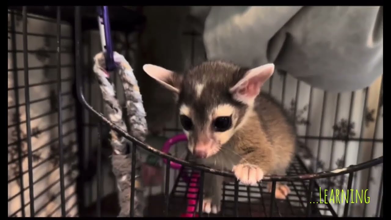 Baby Ring Tailed Cat