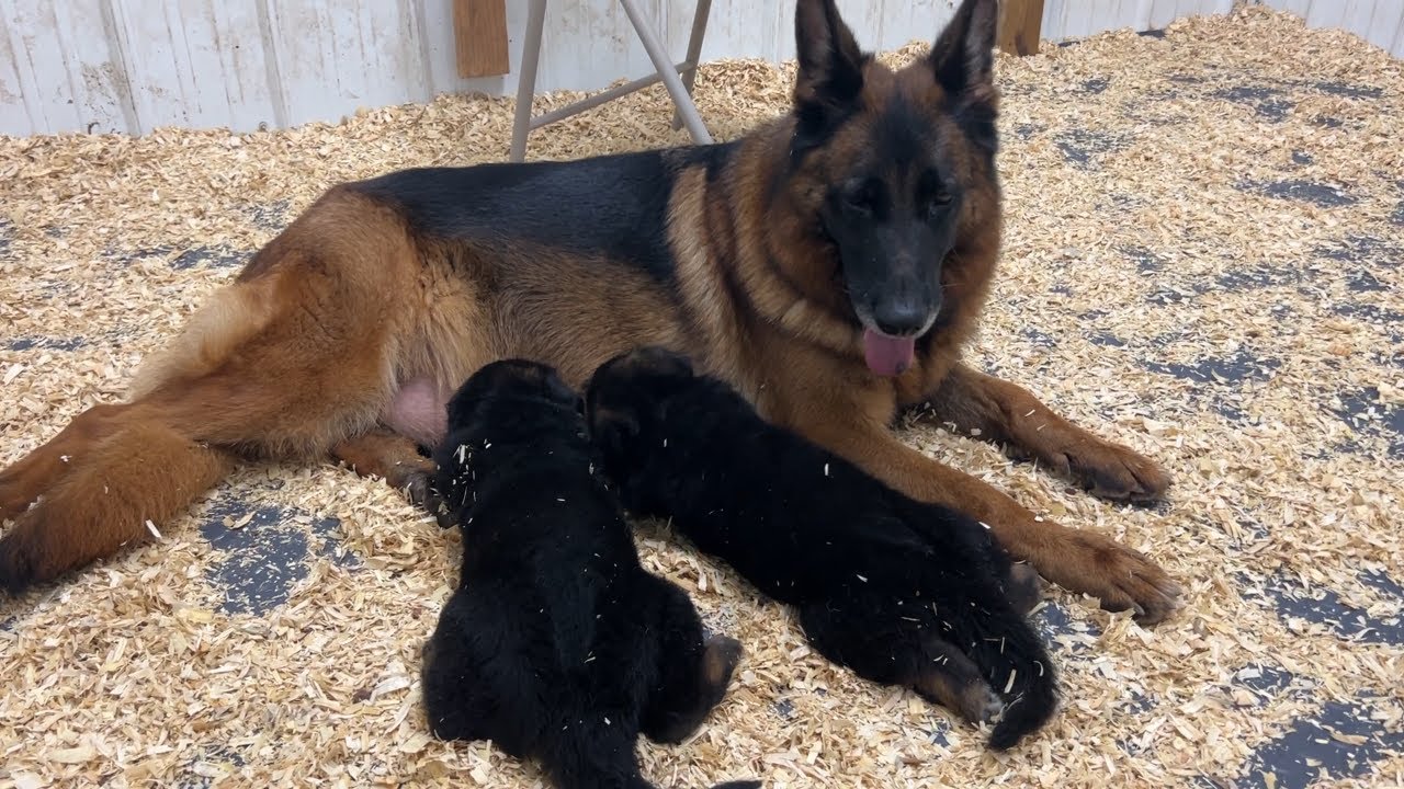German Shepherd Life Series Video 1 - YouTube