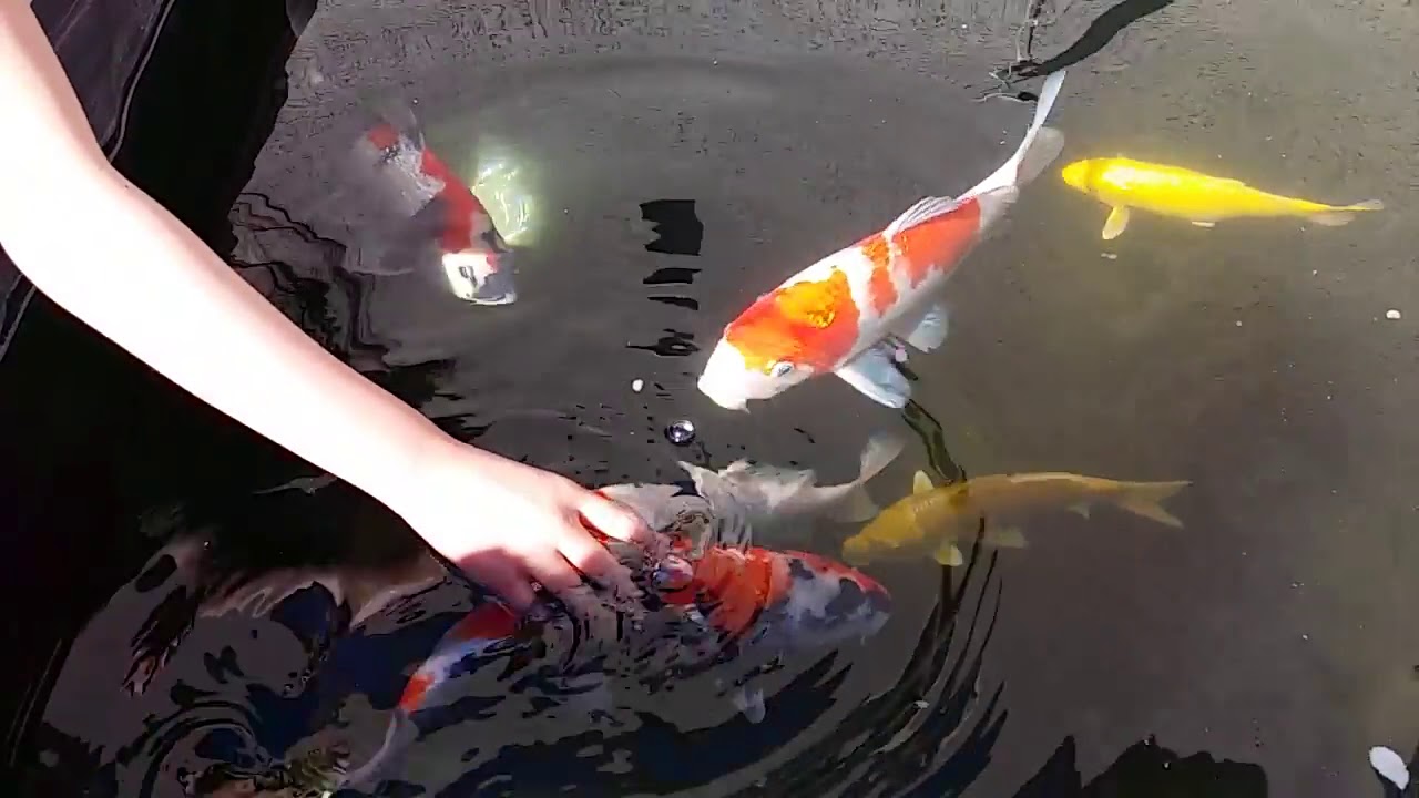 Hand feeding and petting Nisai 2 year old koi - YouTube