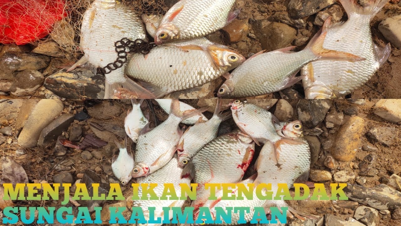Masyaallah Menjala Ikan Tengadak di sungai kalimantan - YouTube