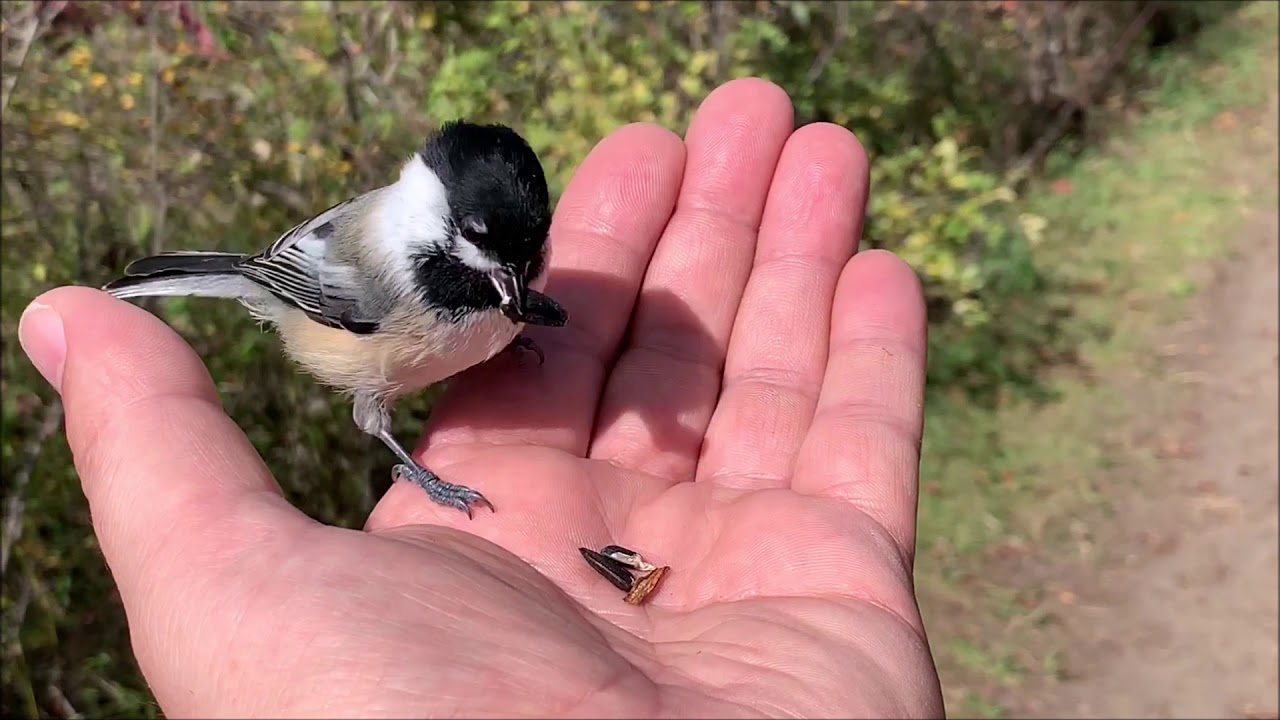 Friendly Chickadees - YouTube