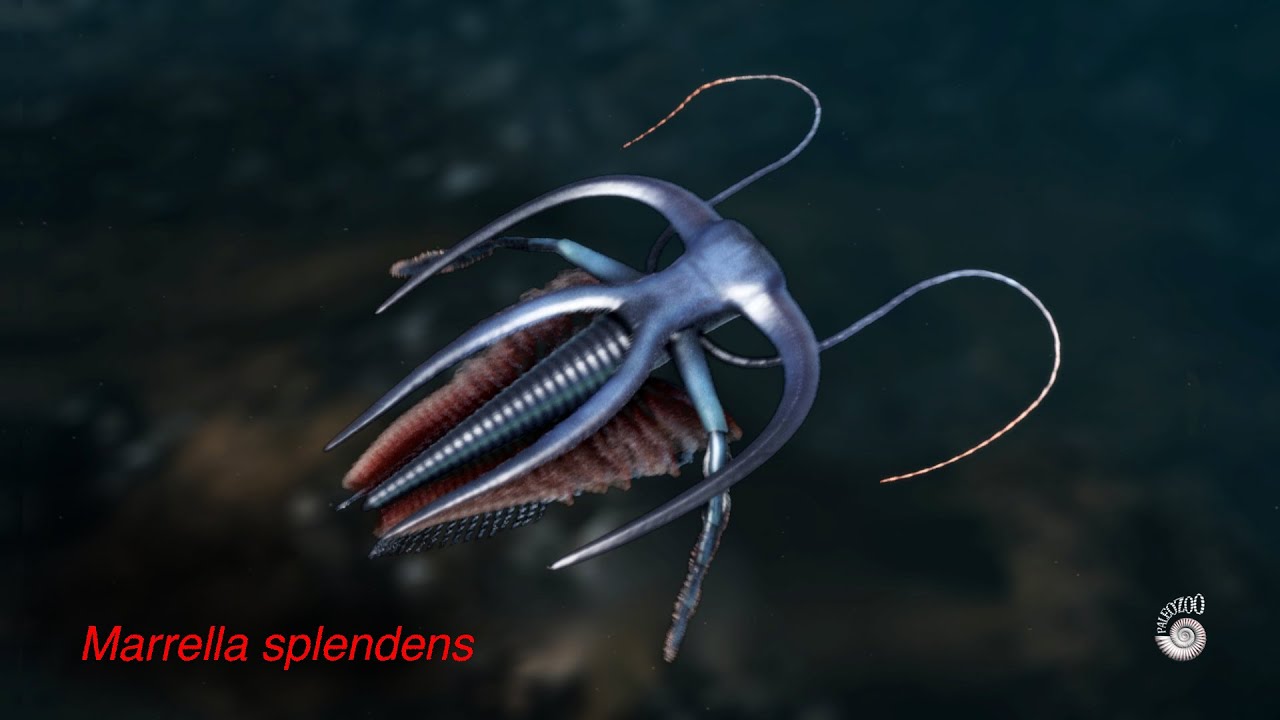 Marrella an extinct Cambrian Arthropod. - YouTube