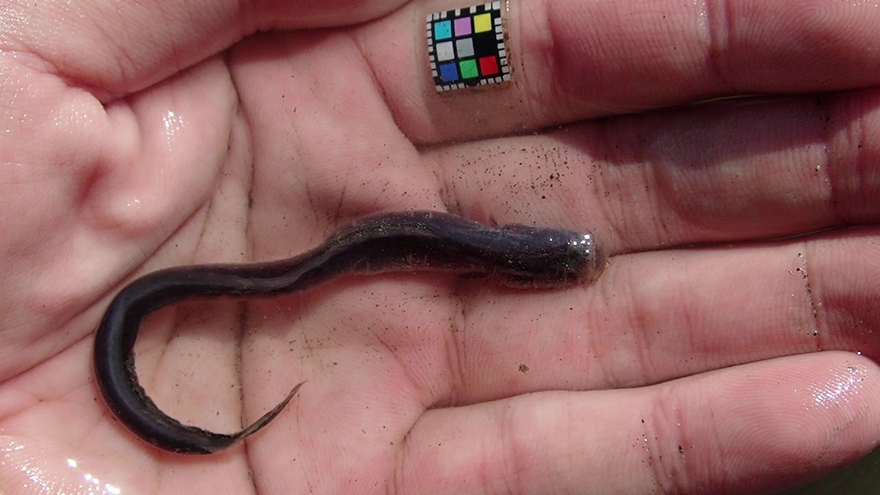 チワラスボ Taenioides cirratus - YouTube