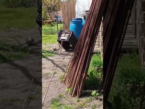 ilkel yollar ile kuş yakalama tuzağı