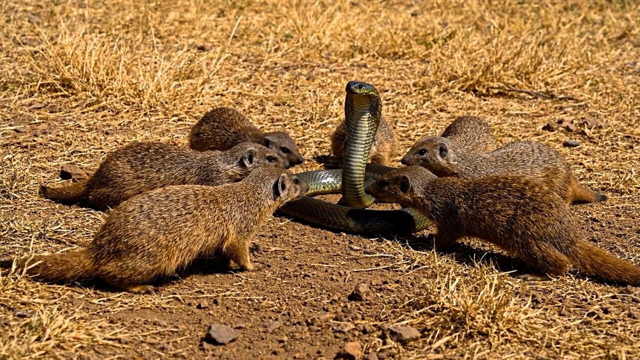 Mongooses Attack Cobra – Intense Battle for Survival! - YouTube