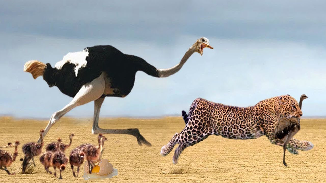 With Numerous Powerful Kicks Mother Ostrich Easily Defeats Fierce ...