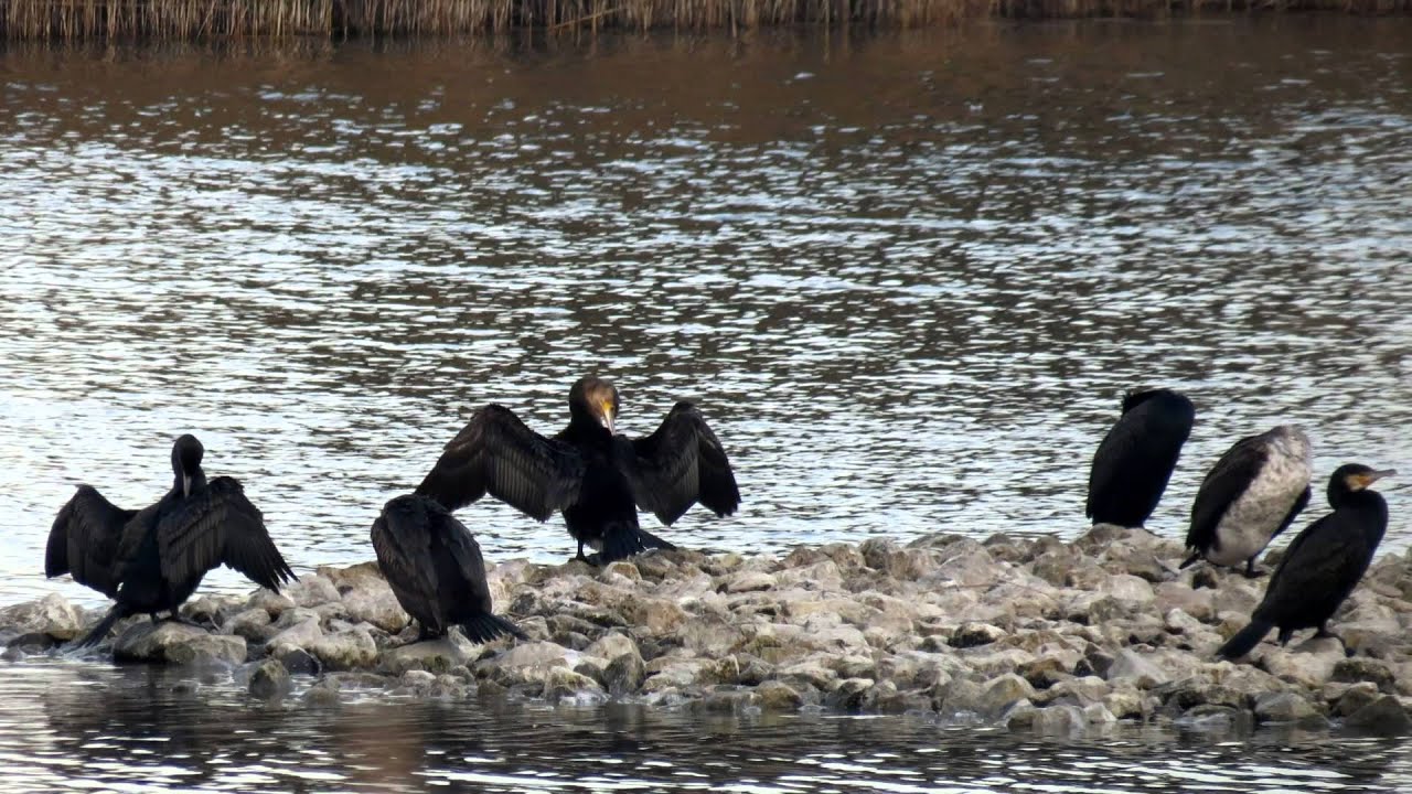 A WALK ROUND R.S.P.B RESERVE RADIPOLE LAKE WEYMOUTH - YouTube