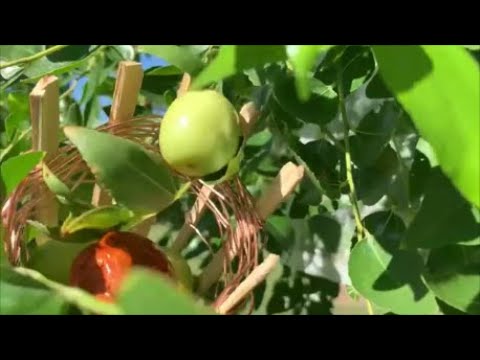 Making of Bamboo Fruit Picker, Easy & Inexpensive. - YouTube