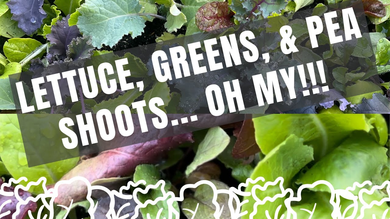 Lettuce, Greens, & Pea Shoot Mix - YouTube