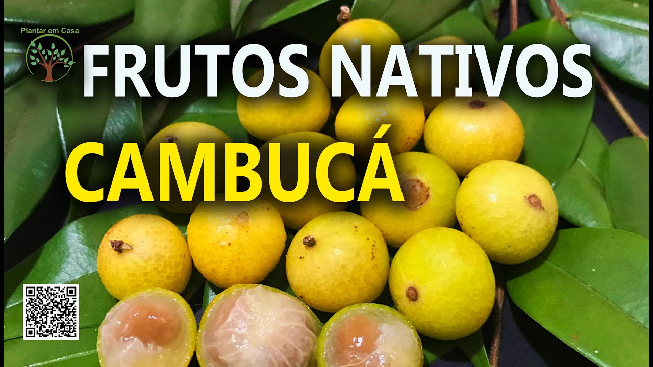 Cambucá Frutos Nativos que você pode Plantar - YouTube