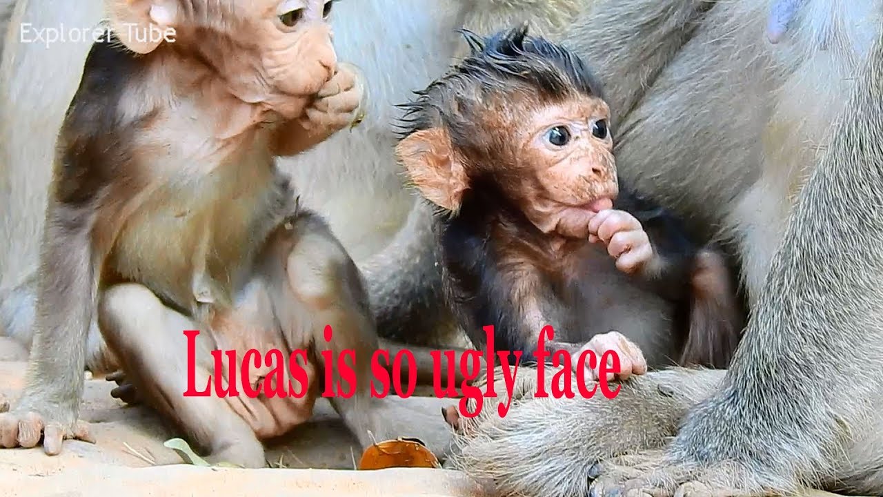 Poor newly baby Lucas is so ugly face playing with Titan/ Why is Lucas ...