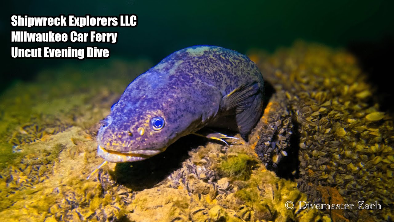 Shipwreck Explorers LLC Milwaukee Car Ferry June 2024 Evening Dive ...