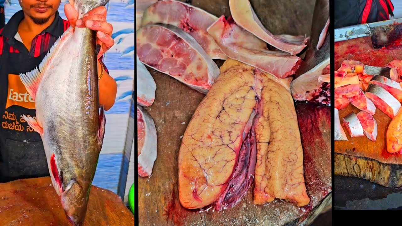 Indian Baasa fish Pangasius pangasius fish with eggs cutting!! sagar ...