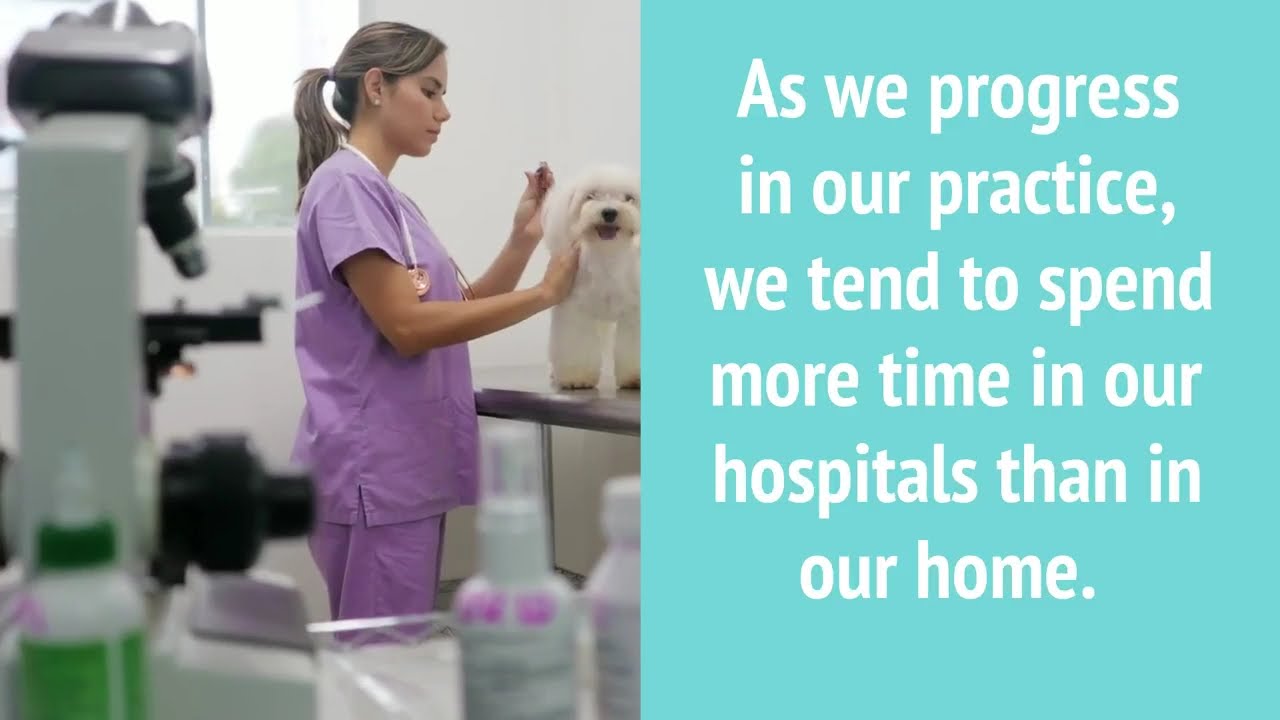 Become a relief veterinarian with Holiday Vet - YouTube