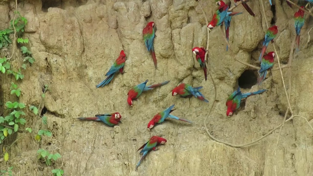 Macaw clay lick - Tambopata Wild - YouTube