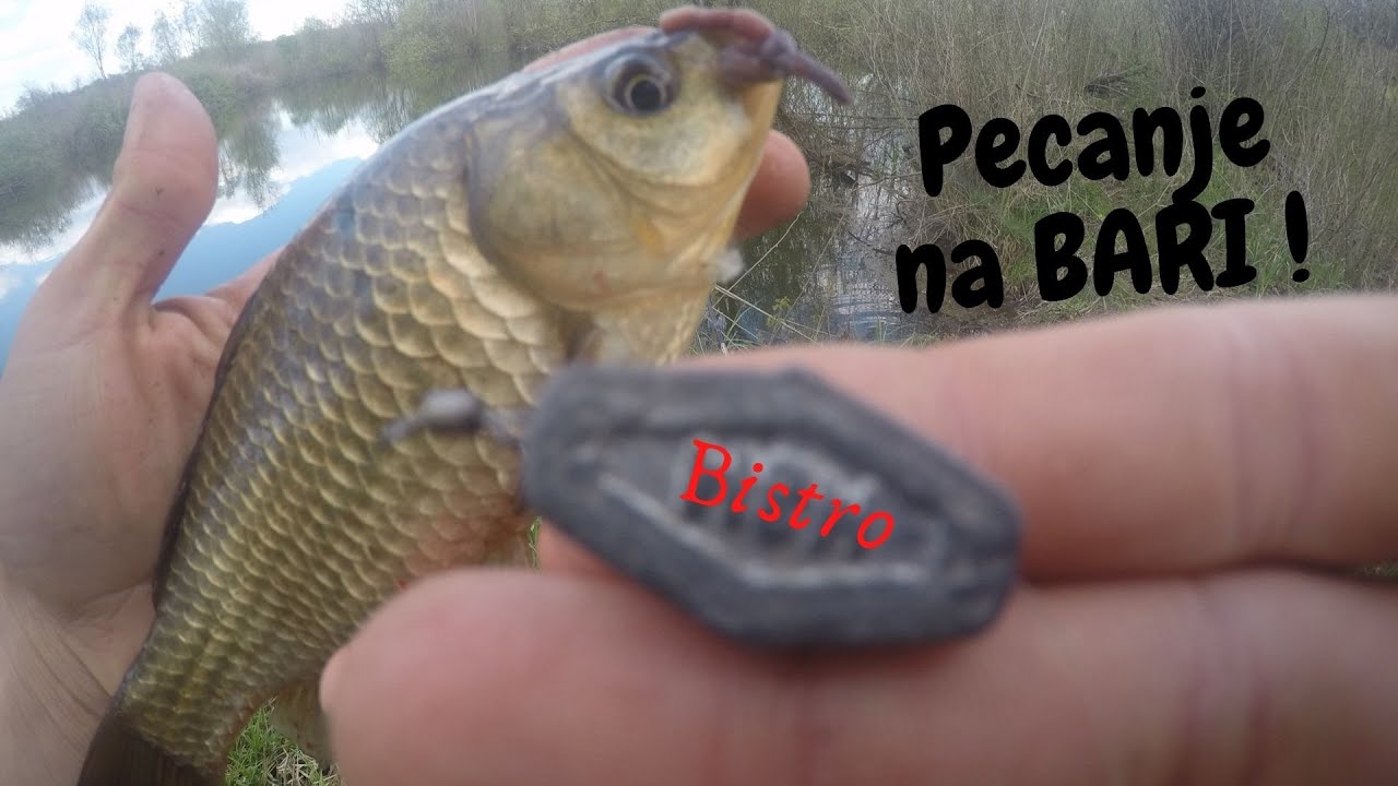 Pecanje Babuske tehnikom "DUBINAC".Ribolov na bari... - YouTube