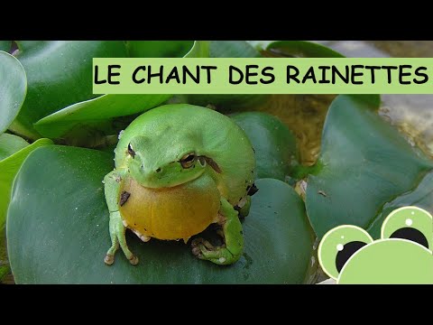 Le chant des rainettes méridionales, petites grenouilles vert clair