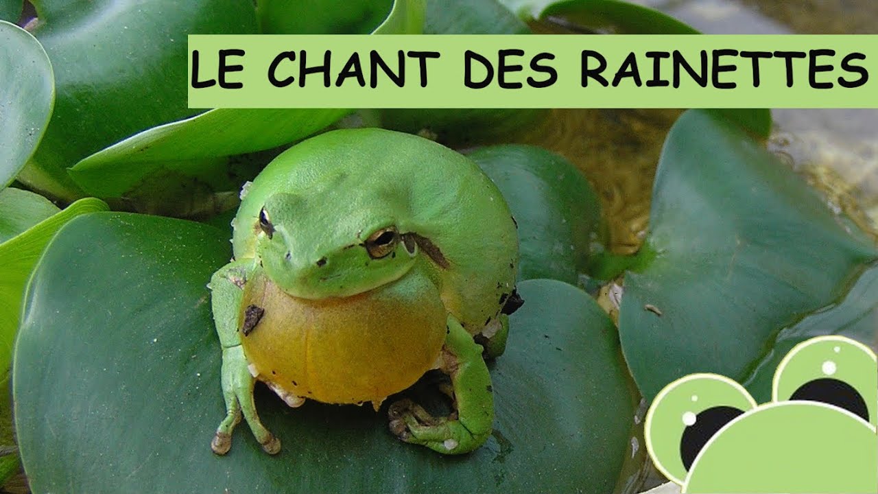 Le chant des rainettes méridionales, petites grenouilles vert clair ...