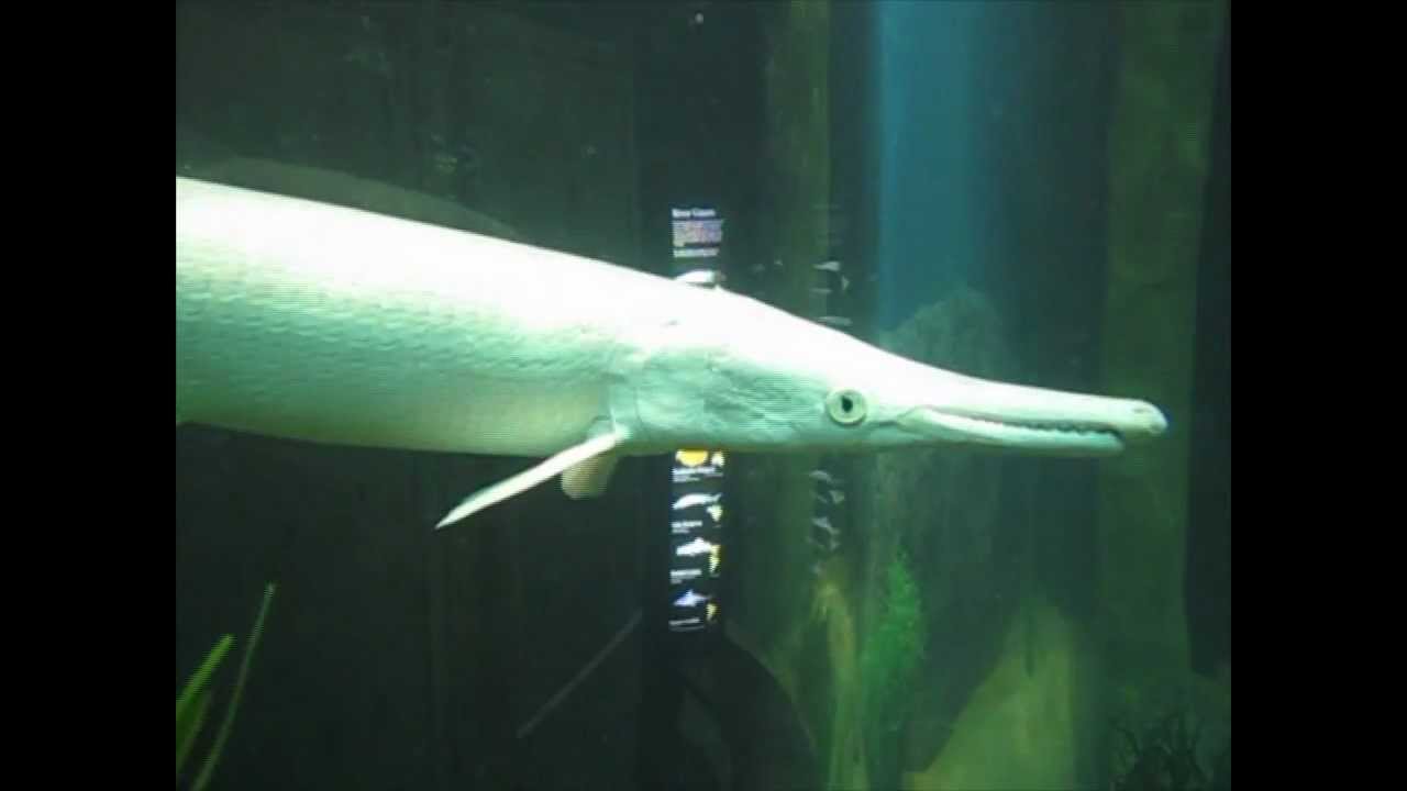 Leucistic alligator gar at the Tennessee Aquarium - YouTube